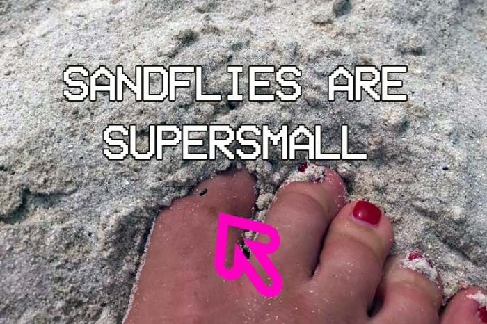 How to spot sandflies and biological facts - Sandflybites
